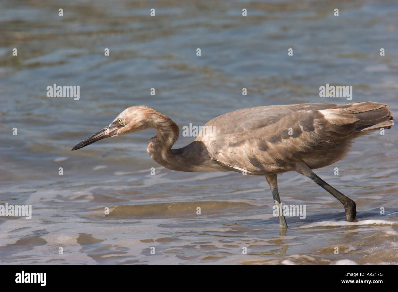 Red egret hi-res stock photography and images - Alamy