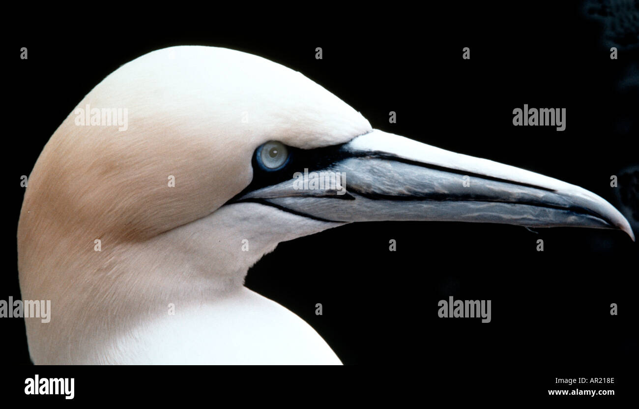 Gannet Head Photographed In London The Capital Of England Stock Photo ...
