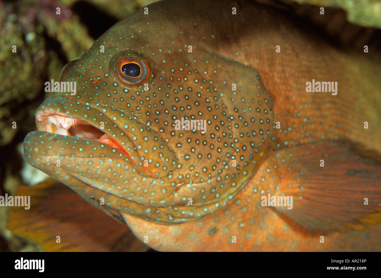 Portrait of a coral grouper Stock Photo - Alamy
