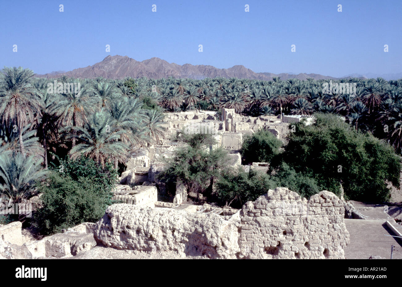 Date Grove In Oman Stock Photo - Alamy