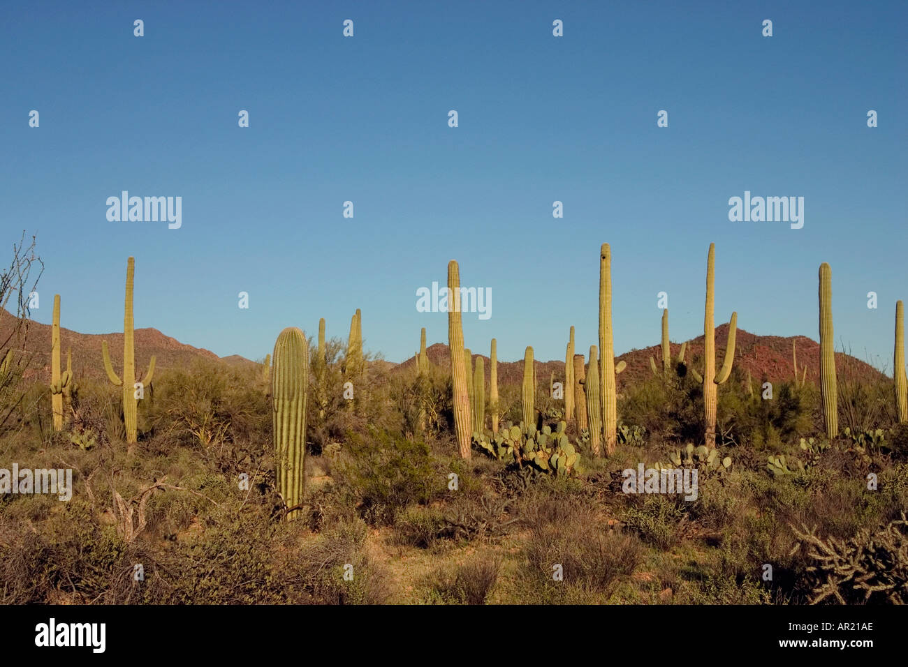 Saguaro Cacti Saguaro National Monument Tucson Arizona USA Stock Photo ...