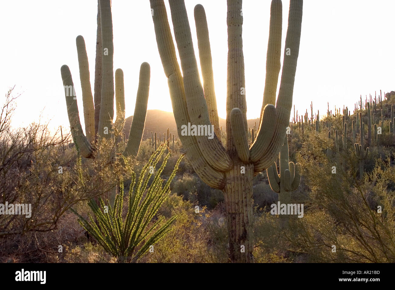 Saguaro Cacti Saguaro National Monument Tucson Arizona USA Stock Photo ...