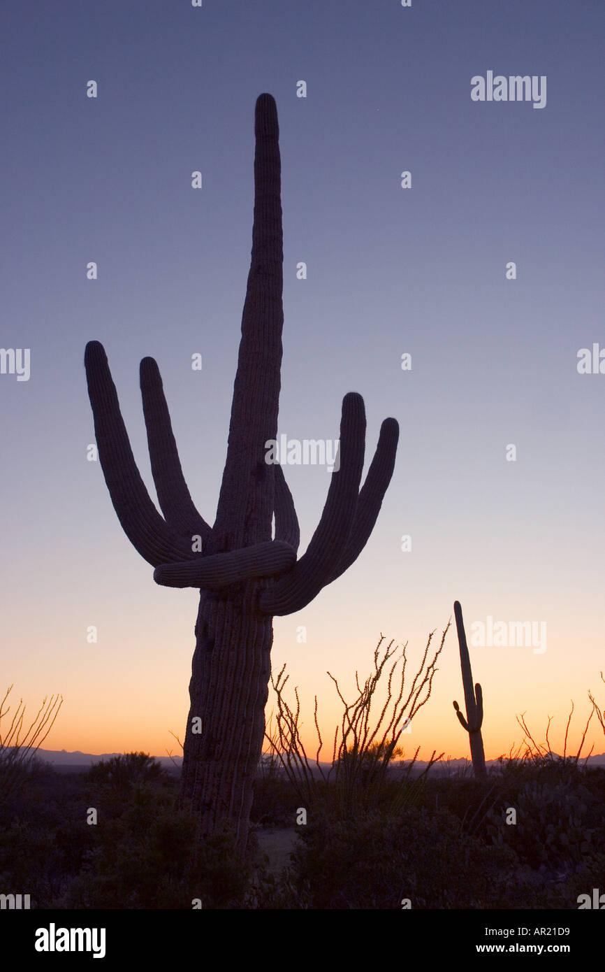 Saguaro Cacti Saguaro National Monument Tucson Arizona USA Stock Photo ...