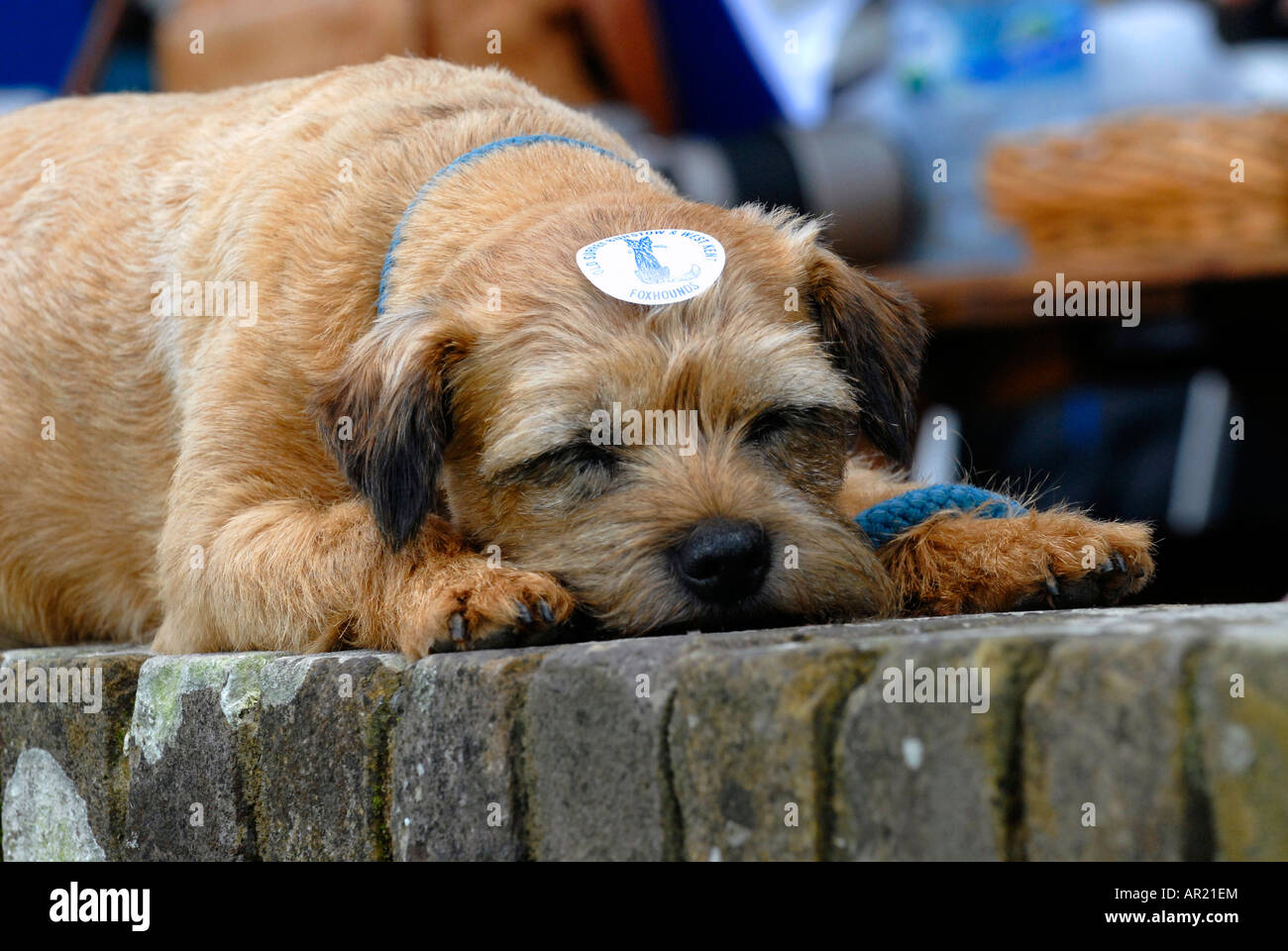 A bored dog lays waiting for his master Stock Photo - Alamy