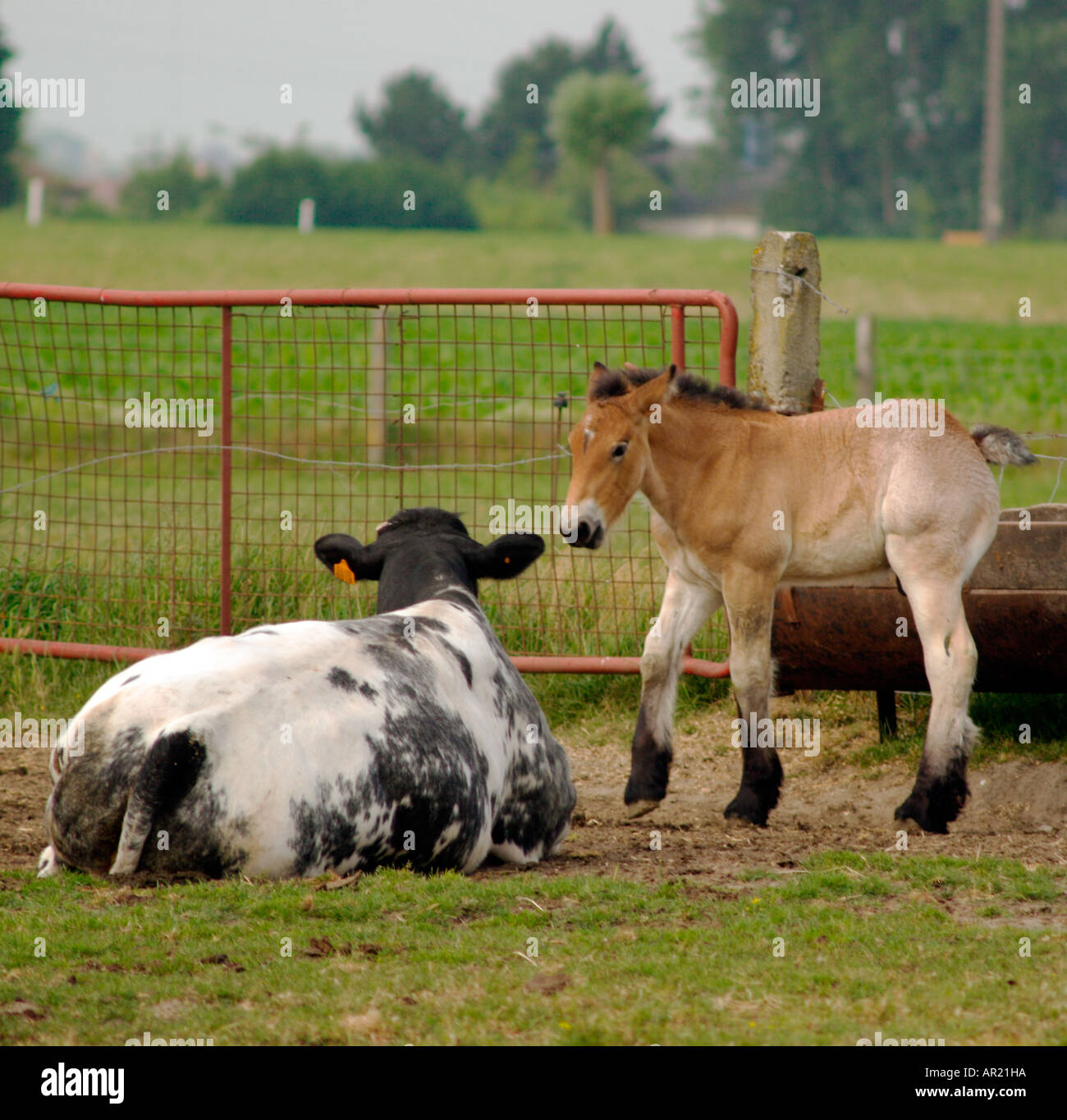 Cow and horse playing Stock Photo - Alamy