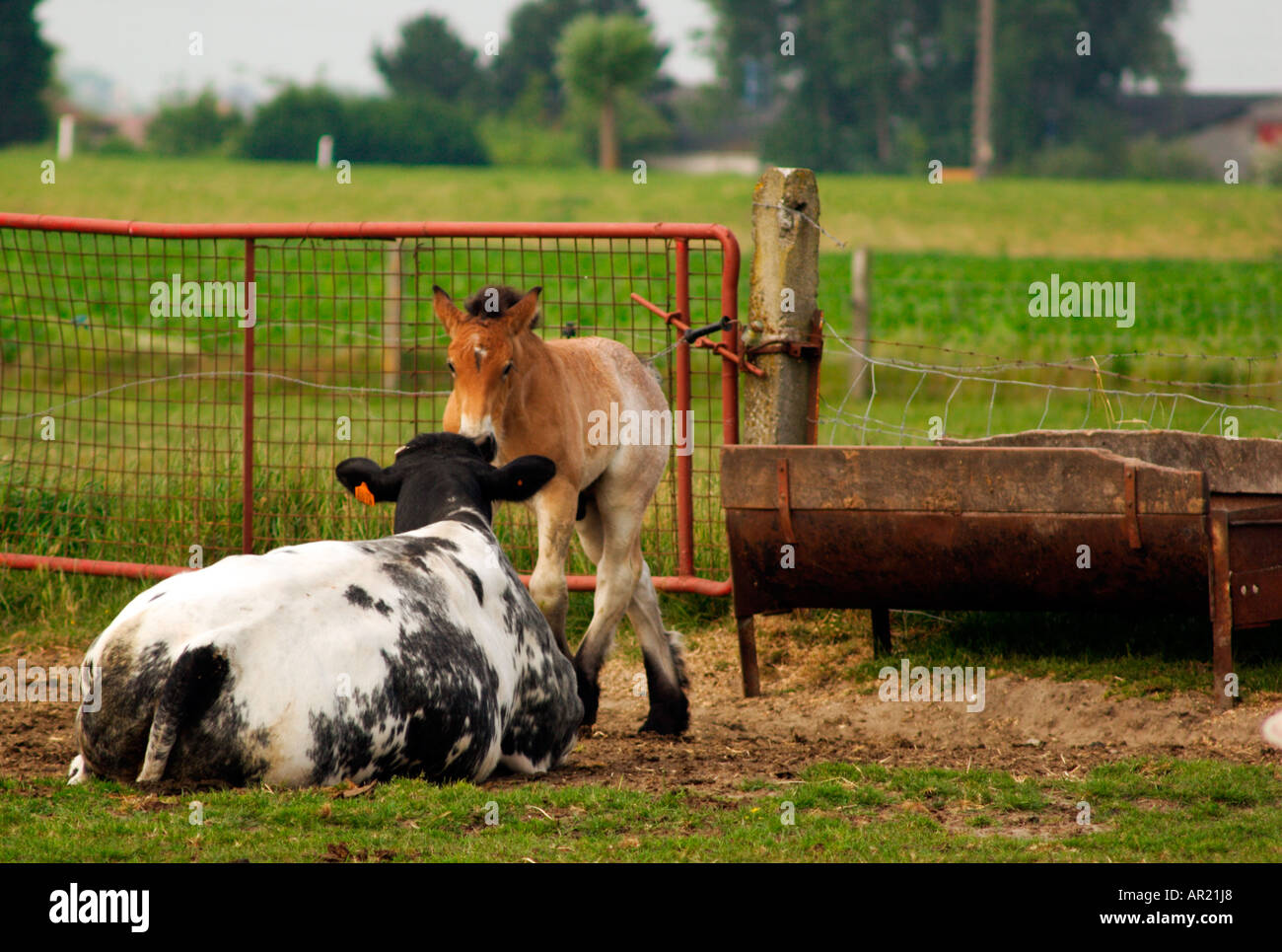 Cow and horse playing Stock Photo - Alamy