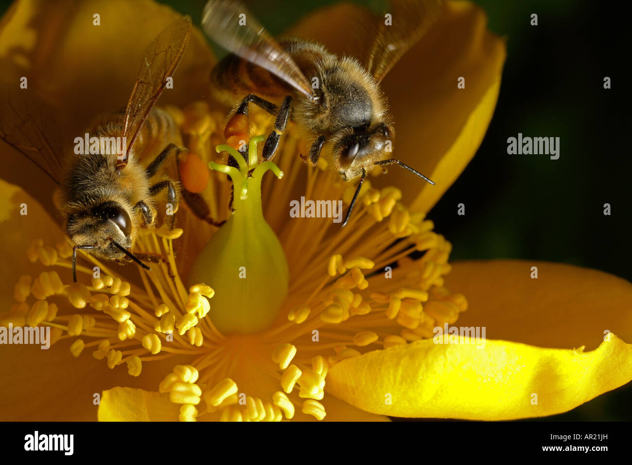 bees at work Stock Photo - Alamy