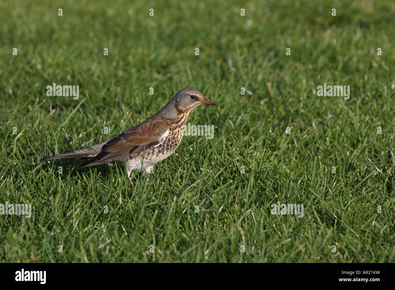 Fieldfare Turdus pilaris on a garden lawn Stock Photo - Alamy