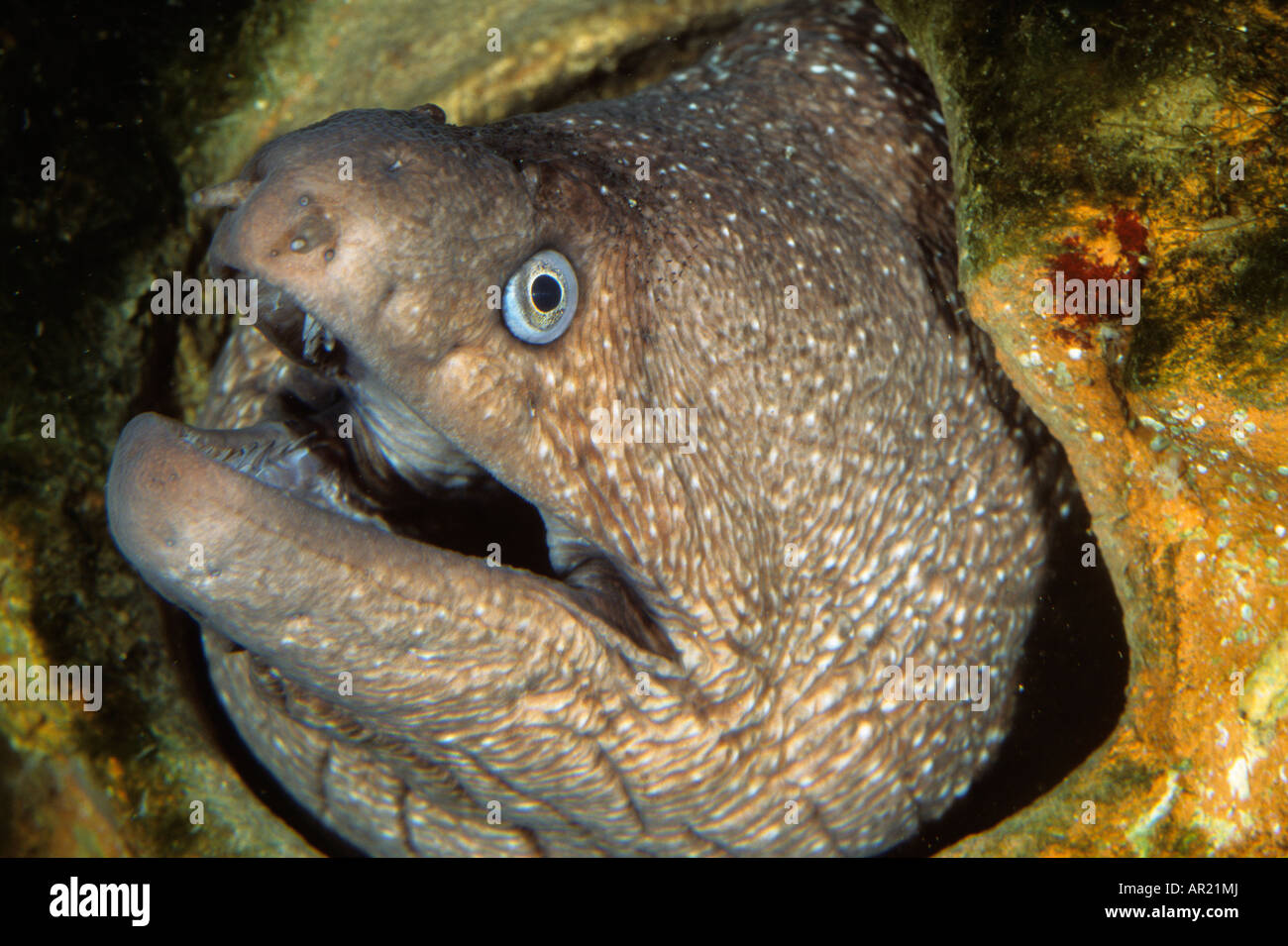 Mediterranean moray Muraena helena Stock Photo - Alamy