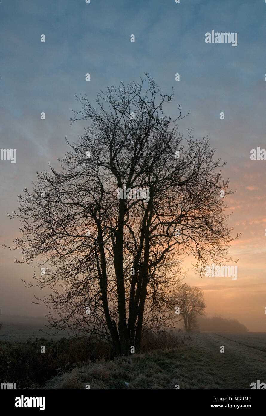 Pre dawn Winter tree Stock Photo - Alamy