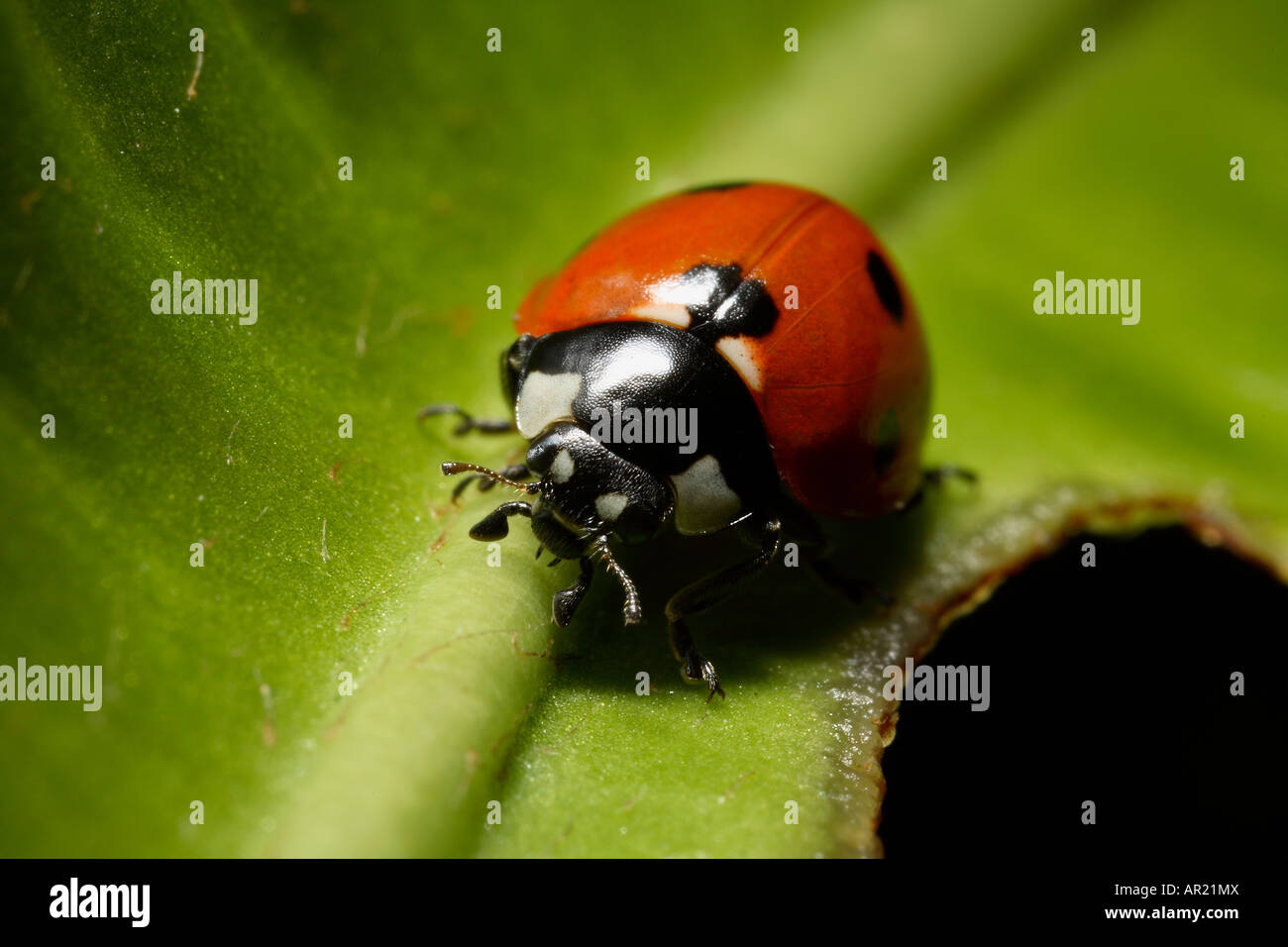 Green leaf with red markings hi-res stock photography and images - Alamy