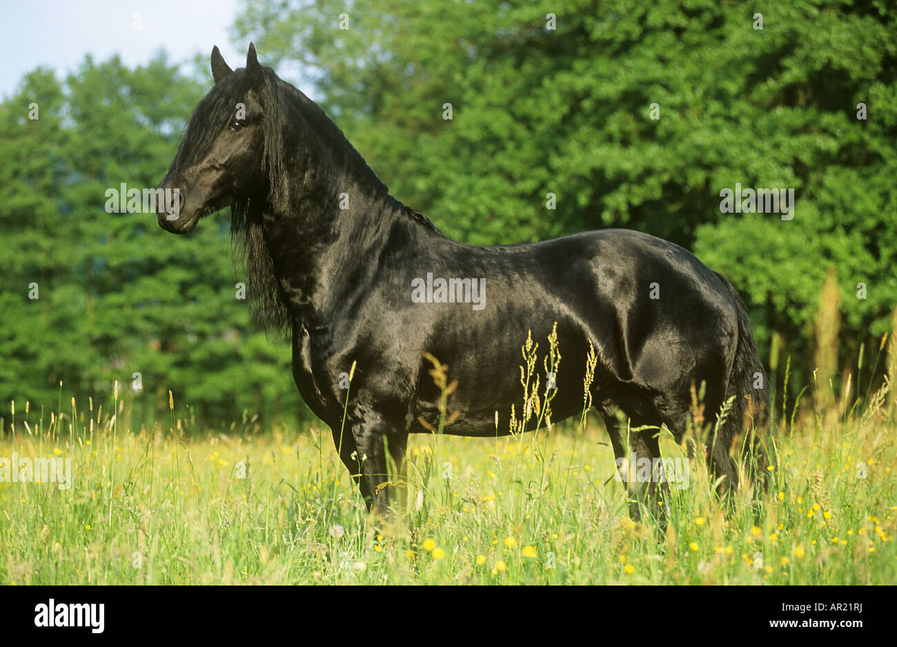 Friesian horse - standing on meadow Stock Photo - Alamy
