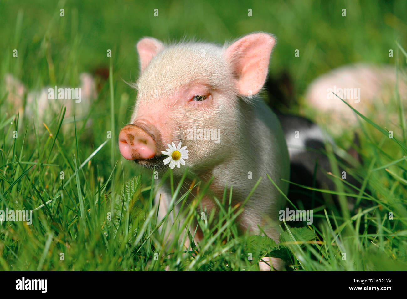 Domestic pig. Piglet with Daisy in its snout on meadow Stock Photo - Alamy