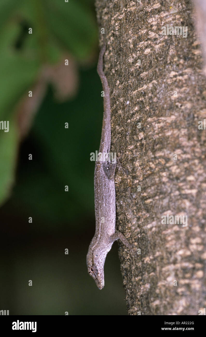 Alone Norops sericeus Nicaragua Stock Photo - Alamy