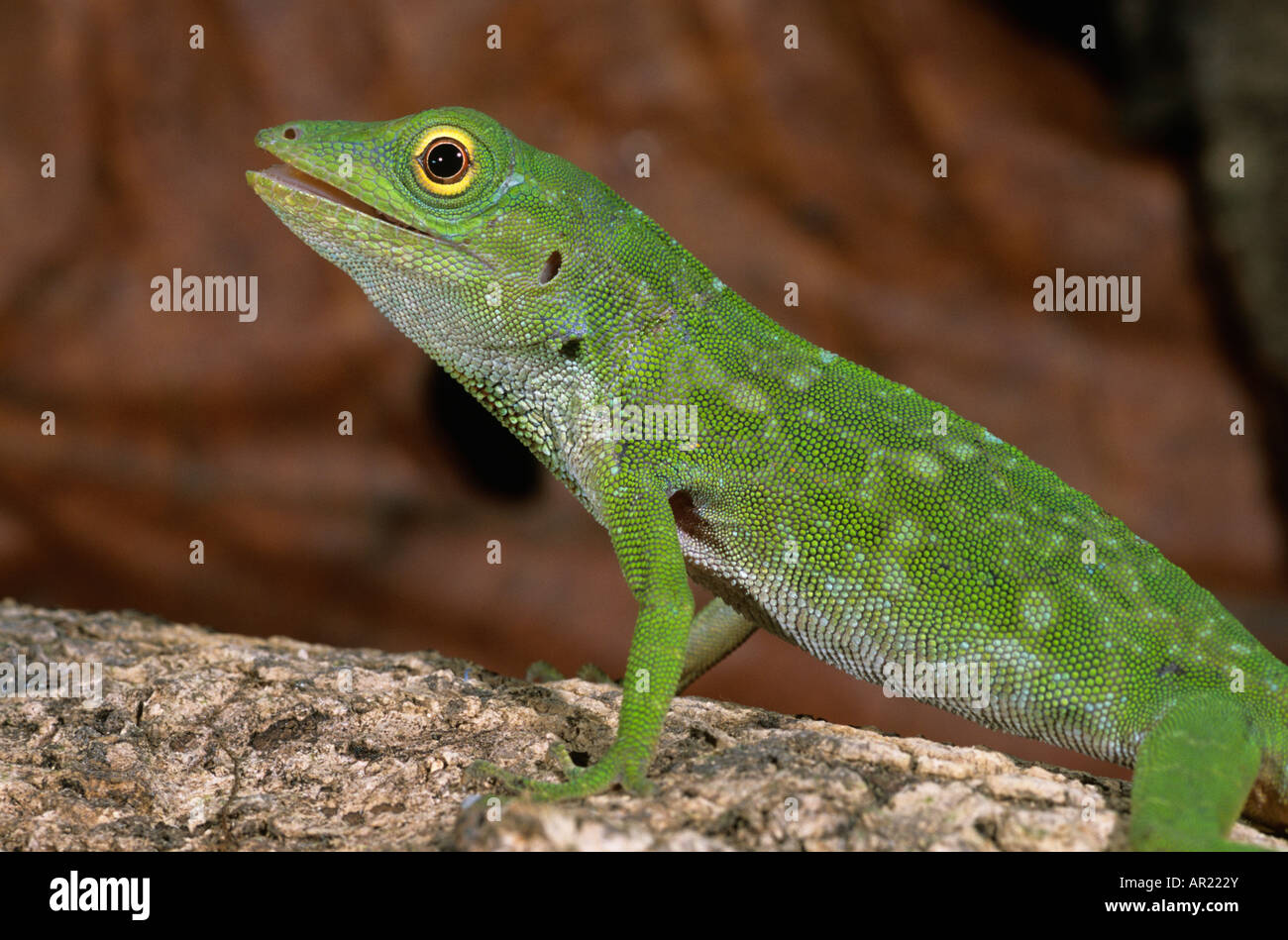 Norops biporcatus hi-res stock photography and images - Alamy