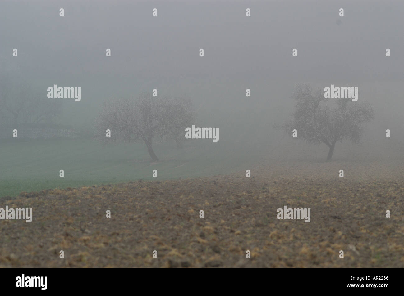Fog lingering over Majorca's interior farms and fields Stock Photo - Alamy