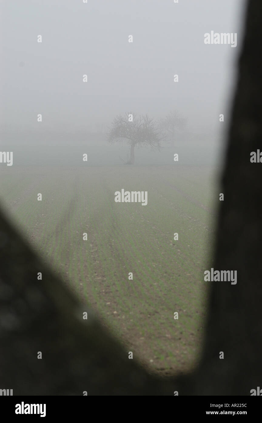 Fog lingering over Majorca's interior farms and fields Stock Photo - Alamy