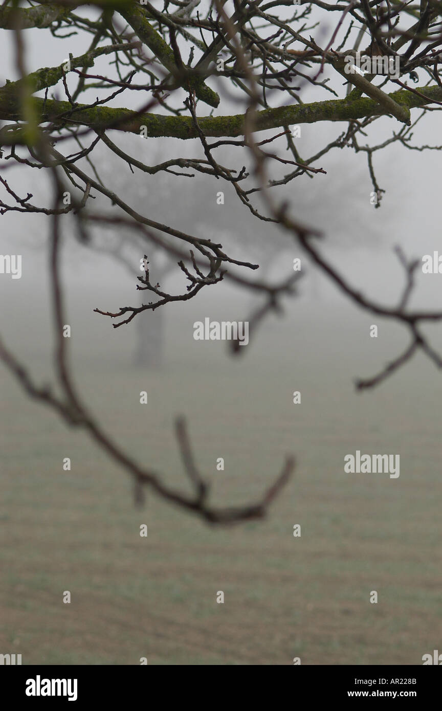 Fig tree Winter in Mallorca Fog Pla Interior of Majorca Spain Europe ...