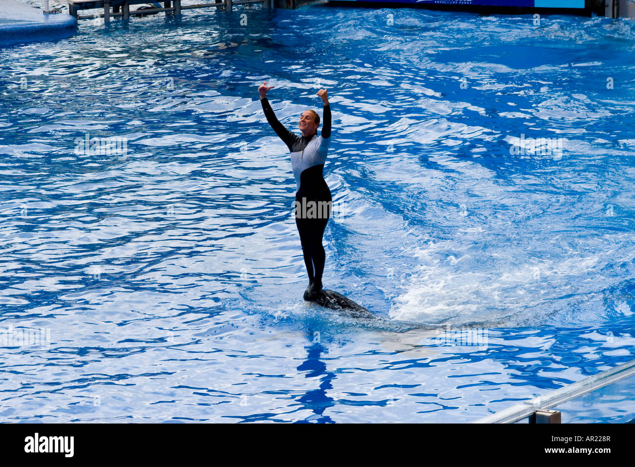 Shamu the Killer Whale at Seaworld, Orlando Florida USA Stock Photo - Alamy