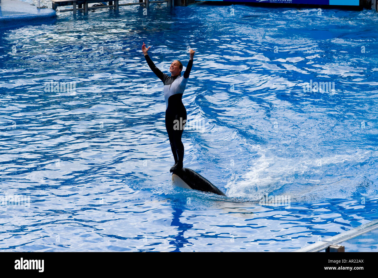 Shamu the Killer Whale at Seaworld, Orlando Florida USA Stock Photo - Alamy