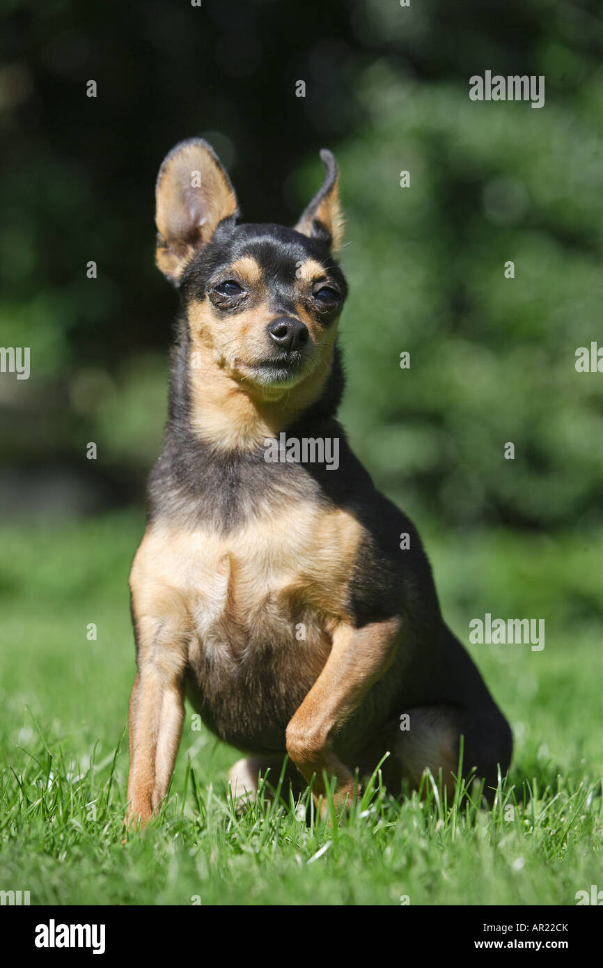 Prague Ratter - sitting on meadow Stock Photo - Alamy