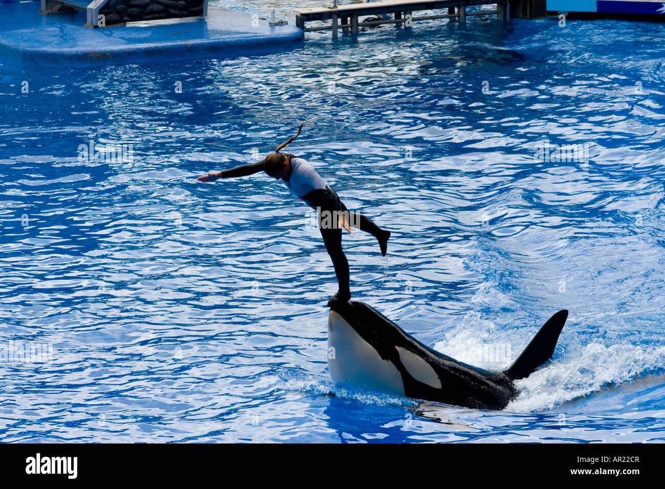 Shamu the Killer Whale at Seaworld, Orlando Florida USA Stock Photo - Alamy