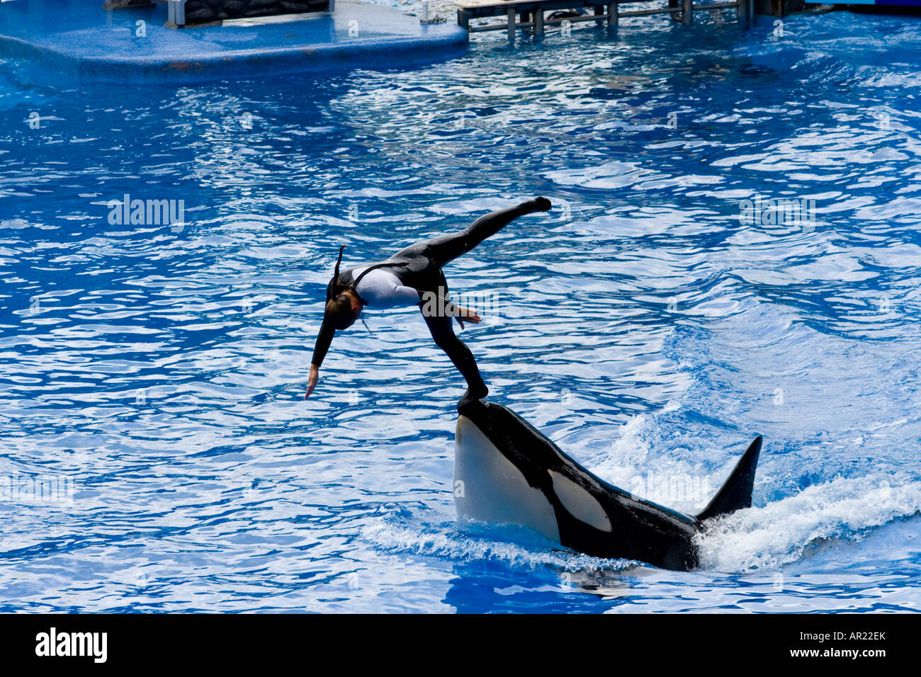 Shamu the Killer Whale at Seaworld, Orlando Florida USA Stock Photo - Alamy