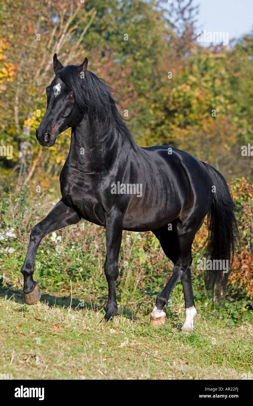 Anglo Arabian High Resolution Stock Photography and Images - Alamy