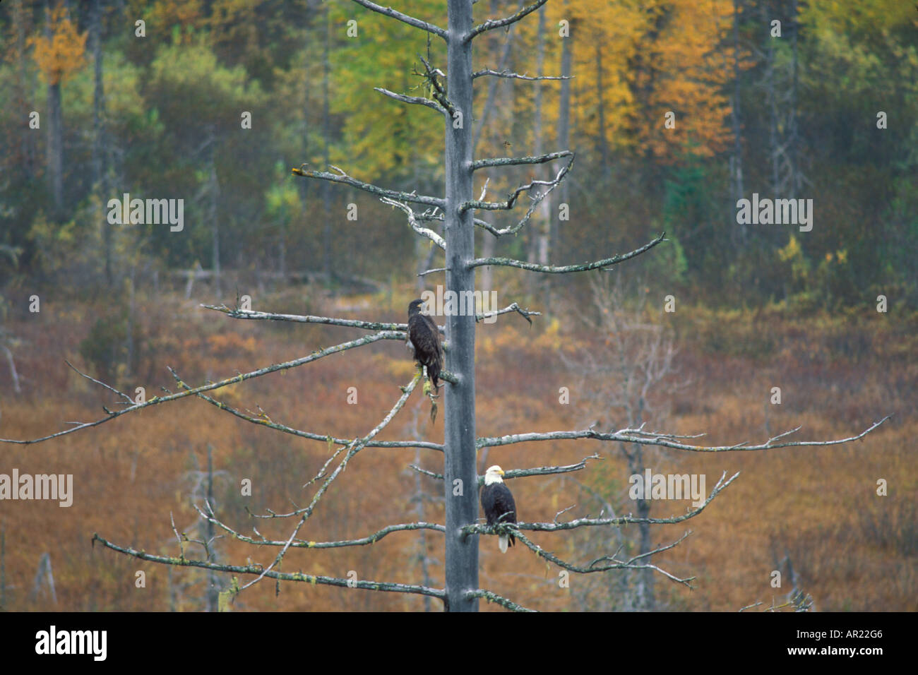 bald eagle Haliaeetus leucocephalus juvenile and adult in a tree during ...