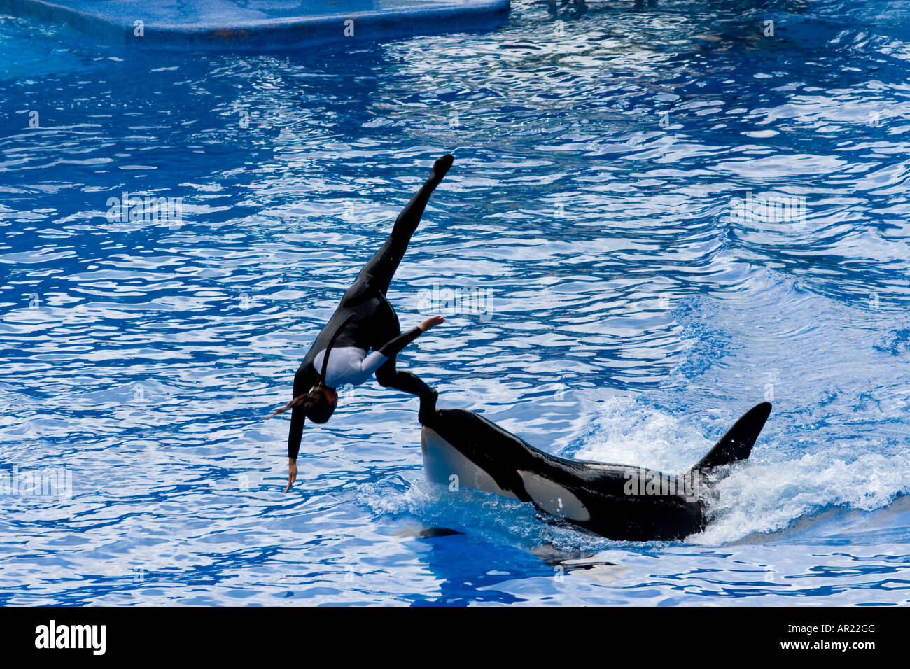 Shamu the Killer Whale at Seaworld, Orlando Florida USA Stock Photo - Alamy