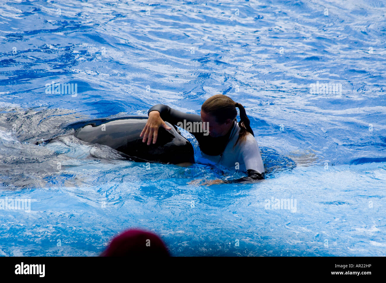 Shamu the Killer Whale at Seaworld, Orlando Florida USA Stock Photo - Alamy