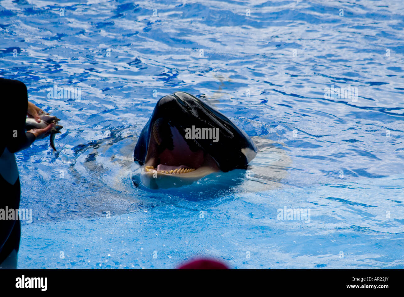 Shamu the Killer Whale at Seaworld, Orlando Florida USA Stock Photo - Alamy