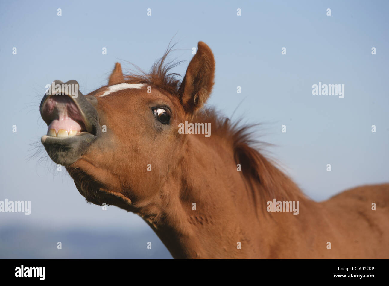 Flehmening hi-res stock photography and images - Alamy