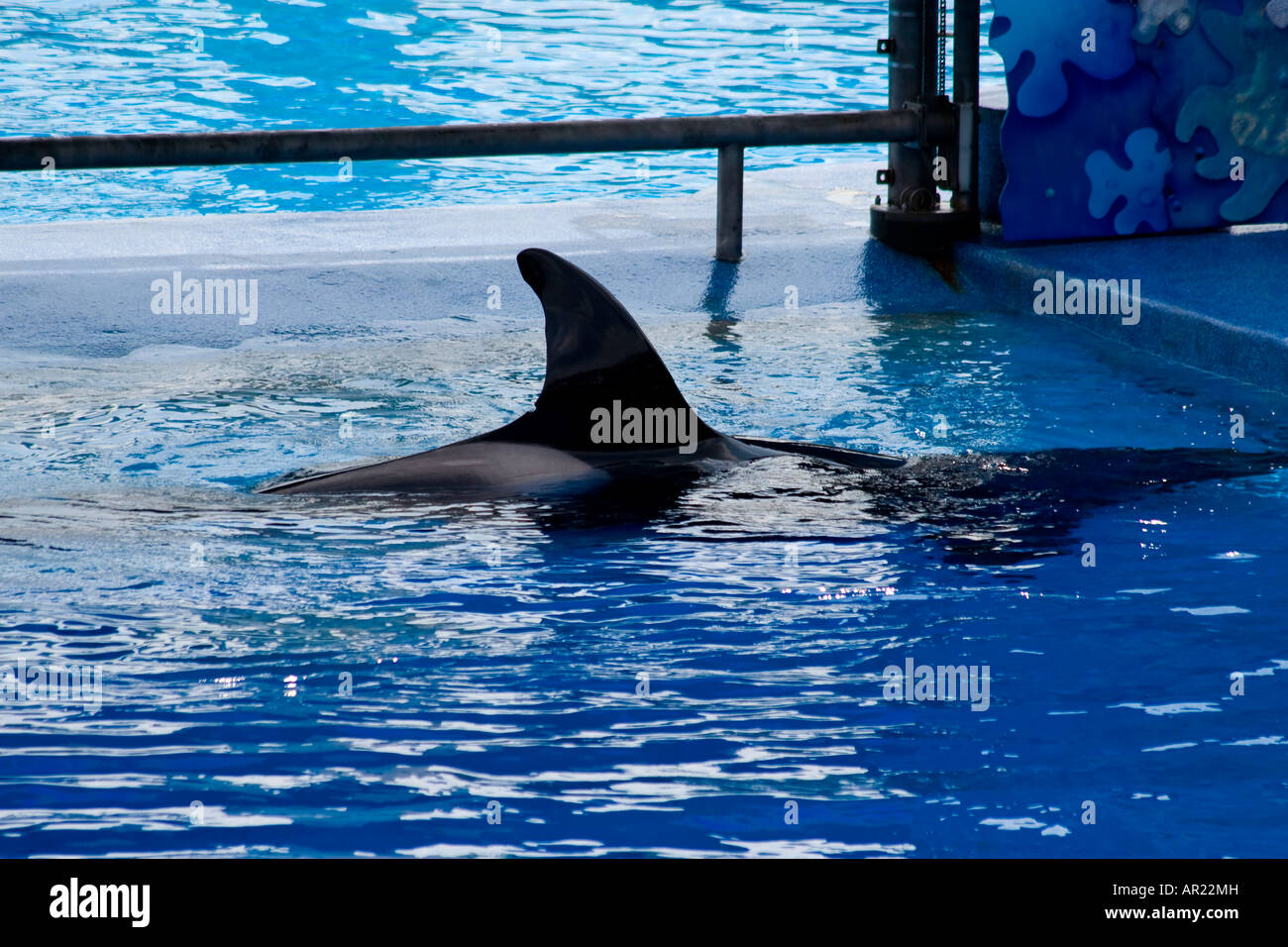 Shamu the Killer Whale at Seaworld, Orlando Florida USA Stock Photo - Alamy