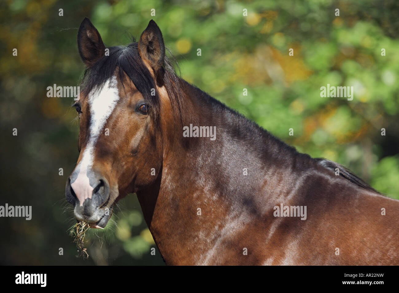 Barb. Portrait of bay adult, feeding Stock Photo - Alamy