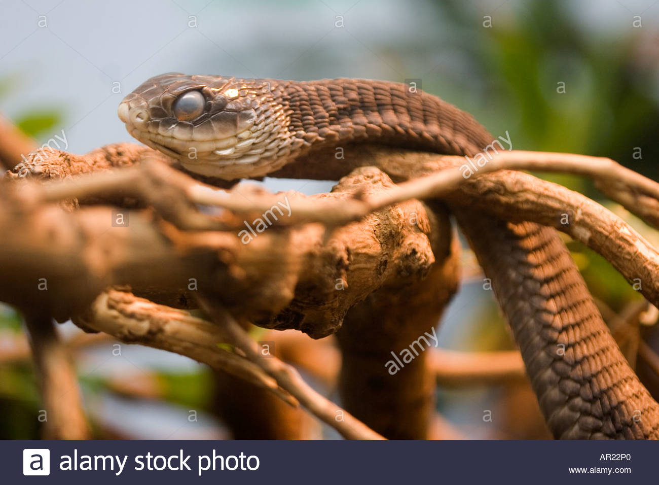 Boomslang Snake Stock Photos & Boomslang Snake Stock Images - Alamy