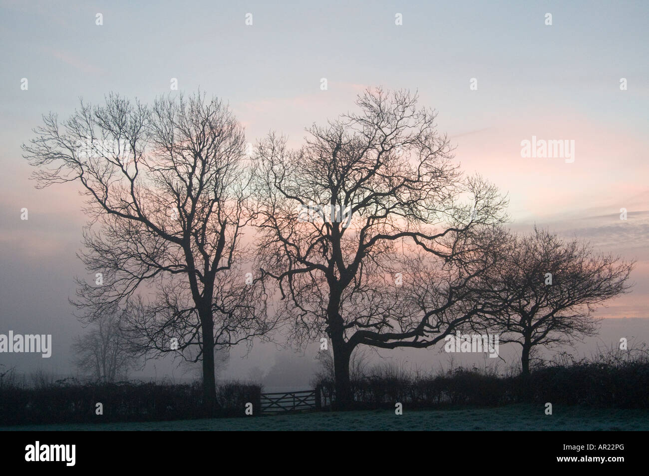 Pre dawn Winter trees Stock Photo - Alamy