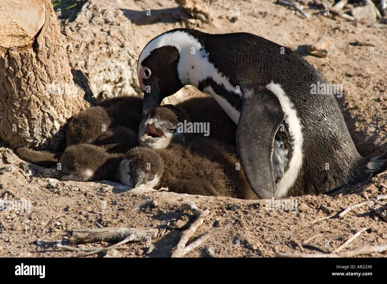 Young penguins swim hi-res stock photography and images - Alamy