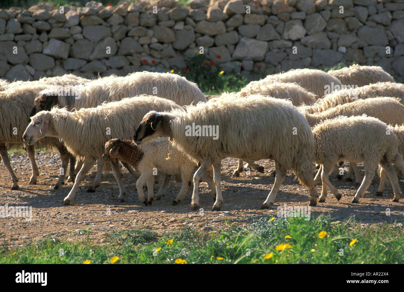 Cyprus sheep hi-res stock photography and images - Alamy