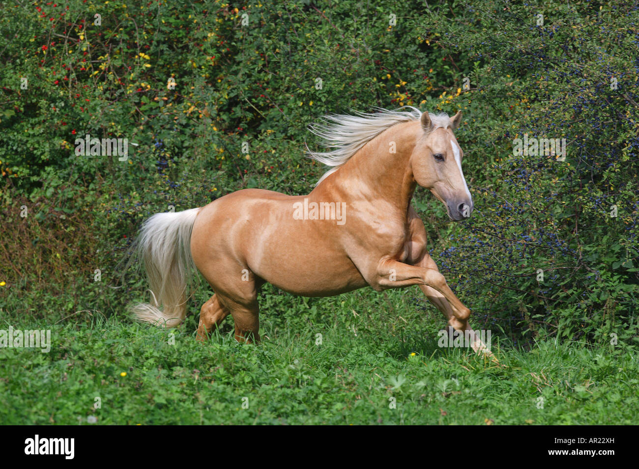 German Riding Pony - running on meadow Stock Photo - Alamy