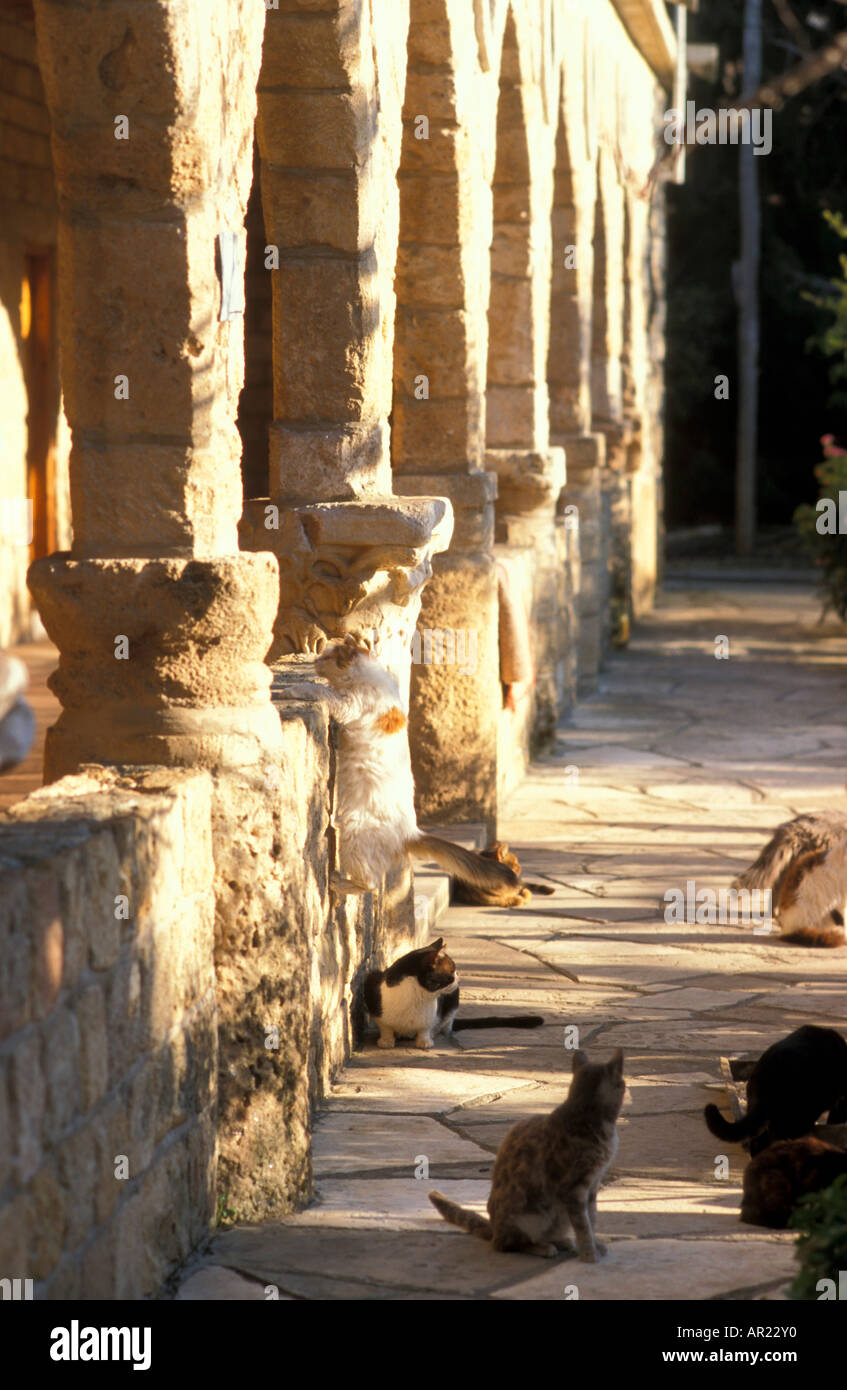Cyprus cats hi-res stock photography and images - Alamy