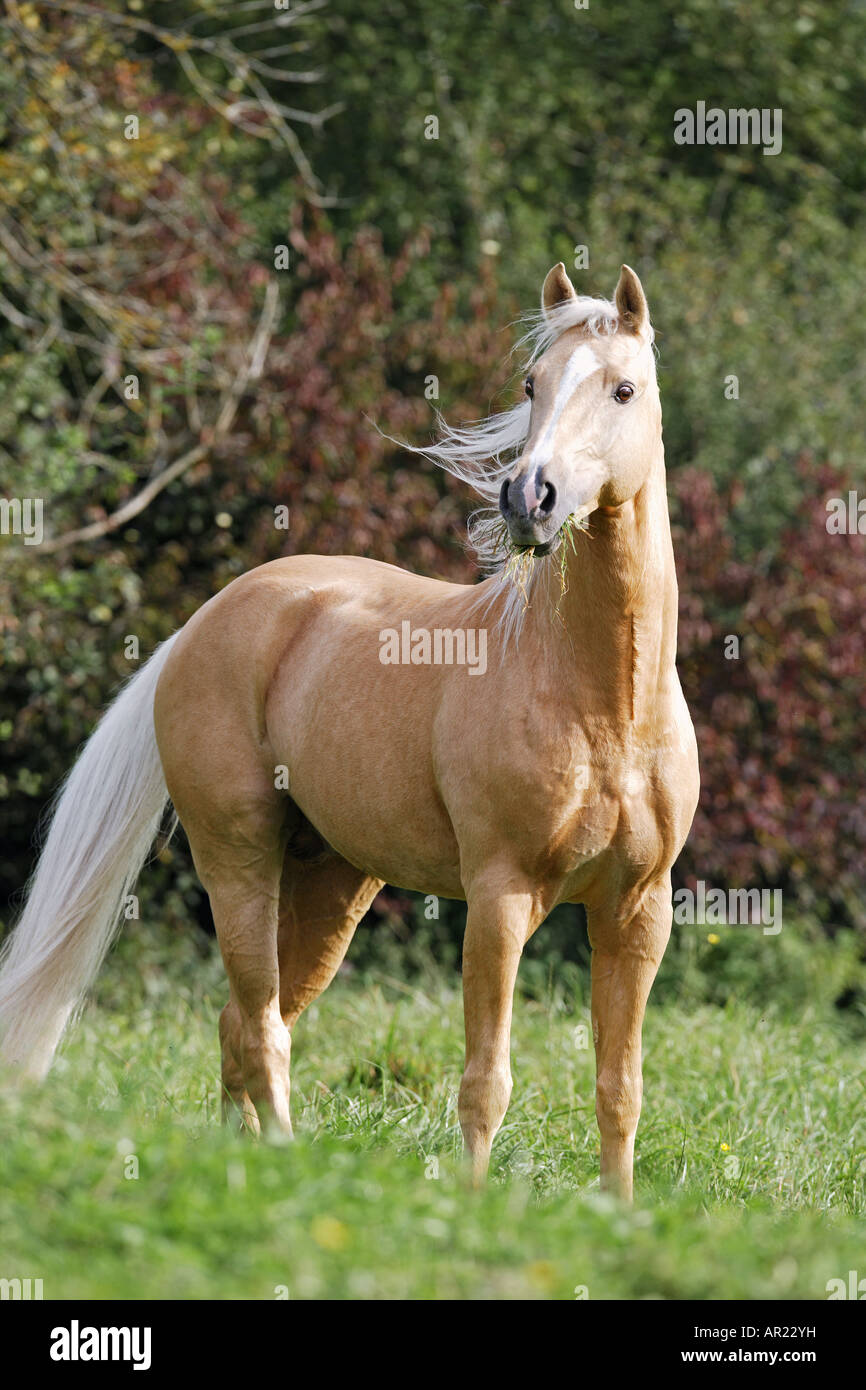 German Riding Pony - standing on meadow Stock Photo - Alamy