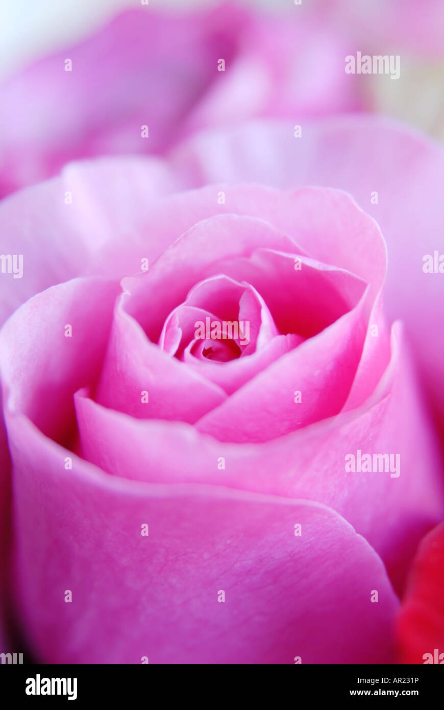 Pink Rose close-up Stock Photo - Alamy