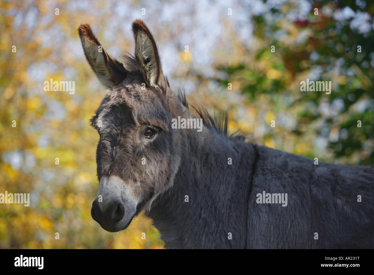 donkey - portrait Stock Photo - Alamy