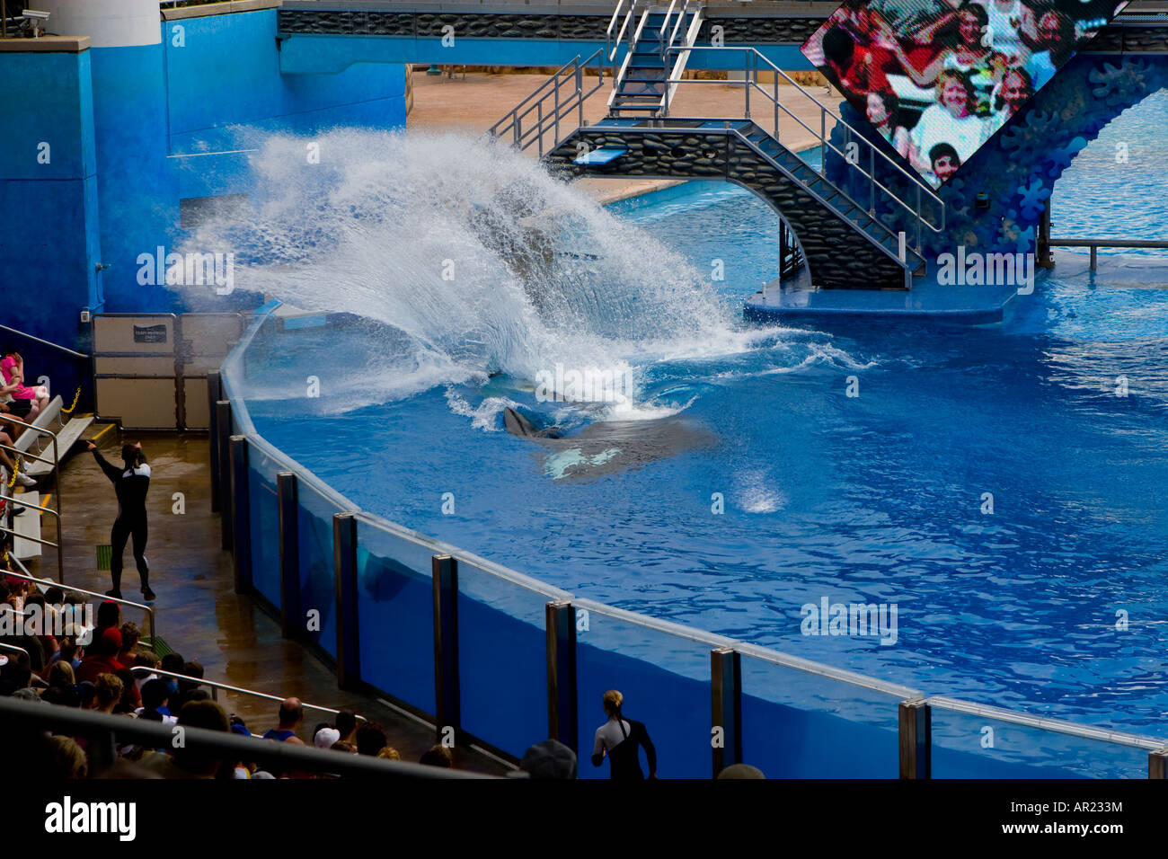 Shamu the Killer Whale at Seaworld, Orlando Florida USA Stock Photo - Alamy
