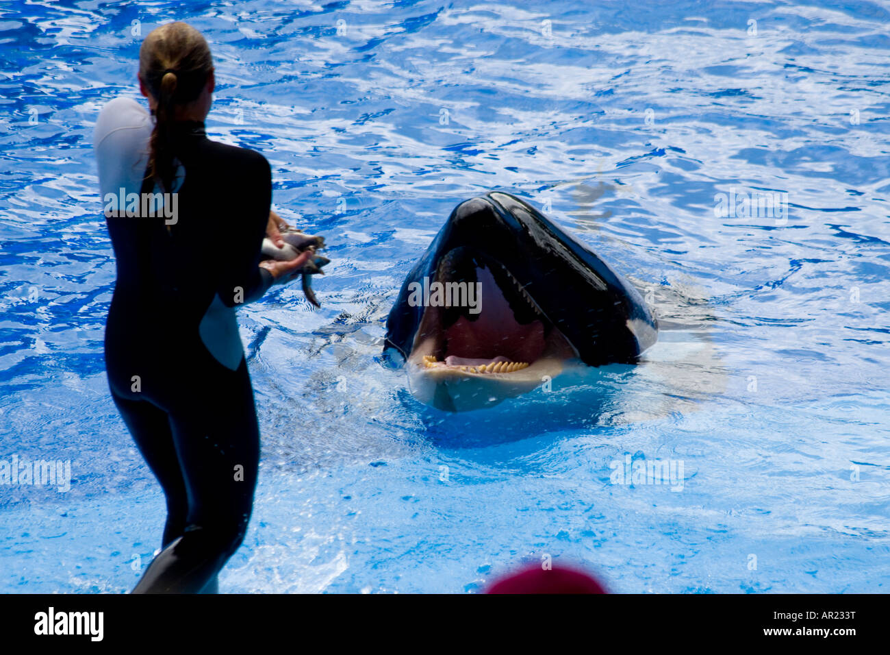 Shamu the Killer Whale at Seaworld, Orlando Florida USA Stock Photo - Alamy