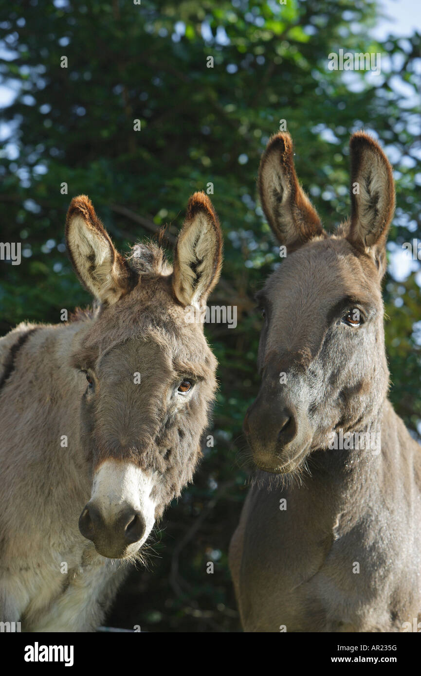 two donkey - portrait Stock Photo - Alamy