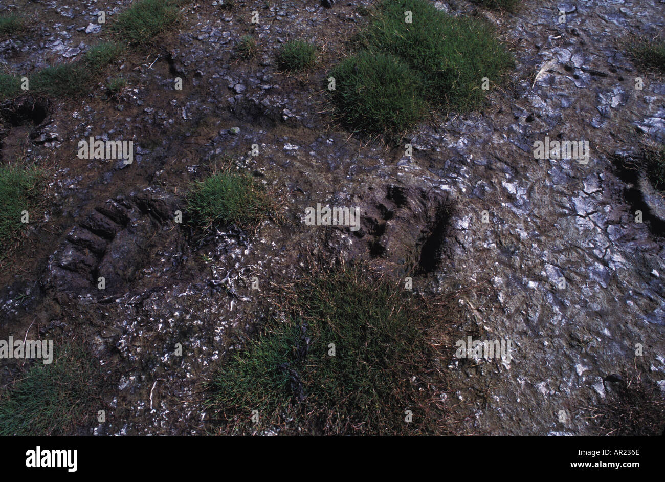 Polar bear track in the tidal planes mud Tundra Manitoba Stock Photo ...