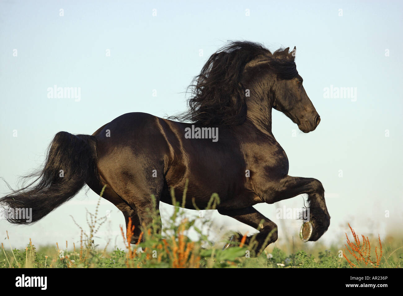 Friesian horse - galloping on meadow Stock Photo - Alamy