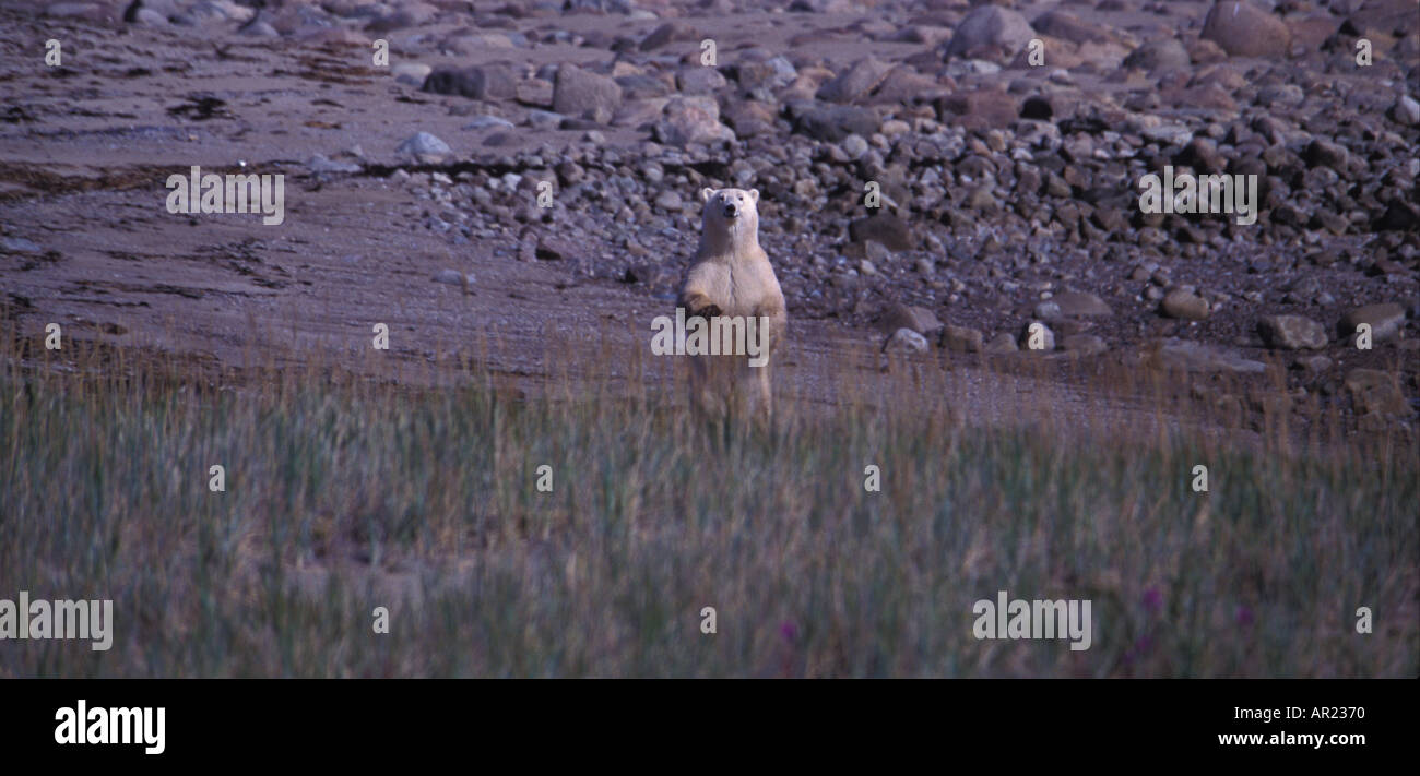 Polar bear in the tidal planes looking for food in Churchill Canada ...